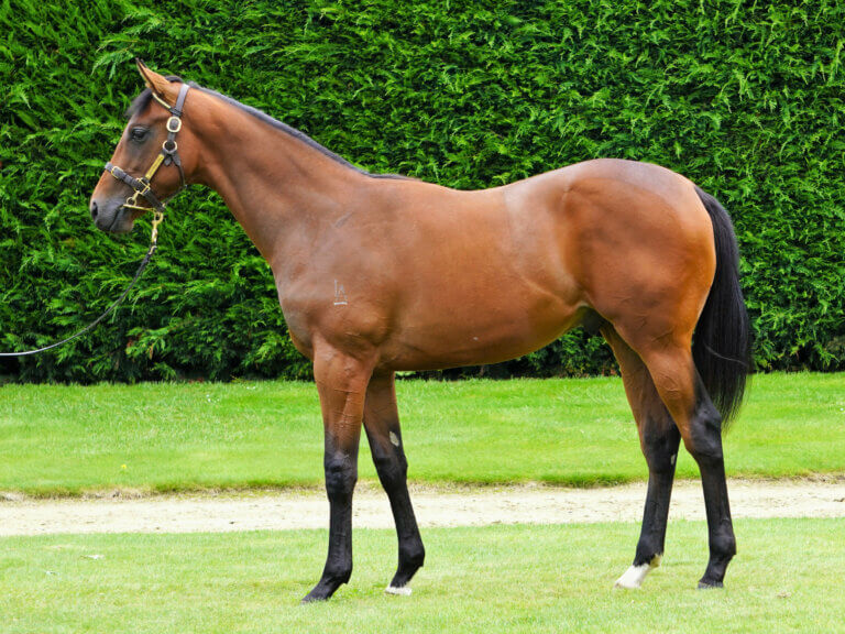 Yaldi Bolts in on Debut - Elsdon Park